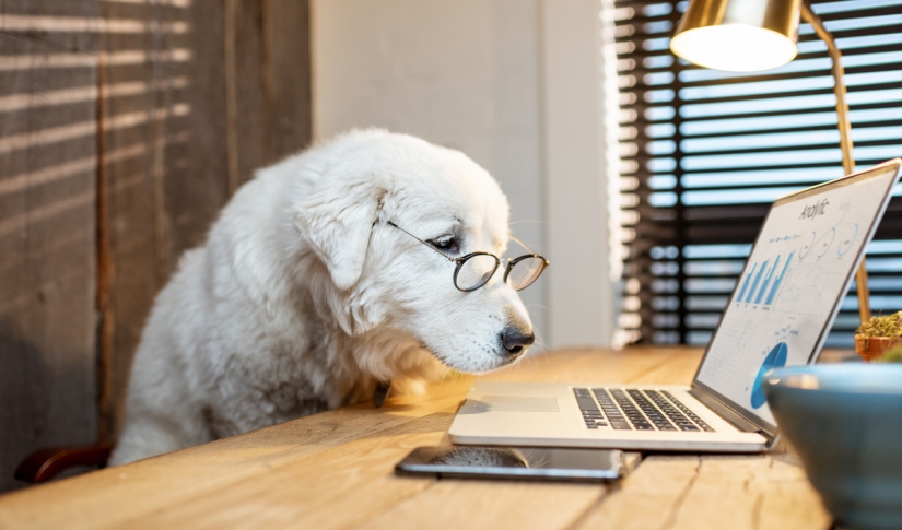 Cloud Based Veterinary Practice Software | IDEXX Veterinary Software